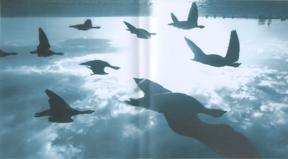 Winged Migration (2009) R1 Blu-Ray Cover & Label - DVDcover.Com