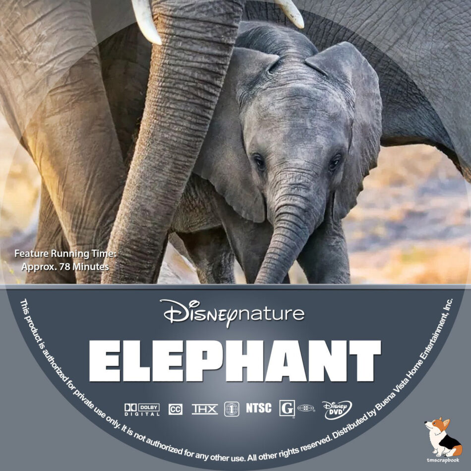 Elephant R1 Custom DVD Label - DVDcover.Com